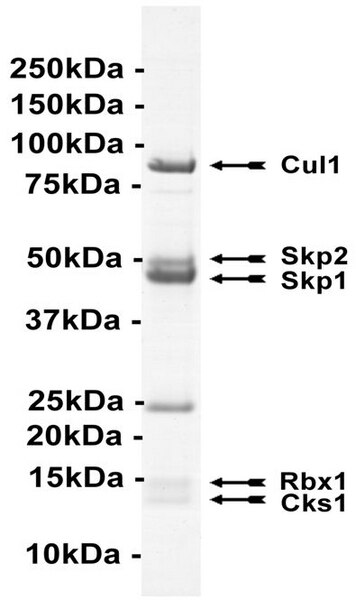 SCF-Skp2 Protein Complex, Active, 10 µg | 23-023